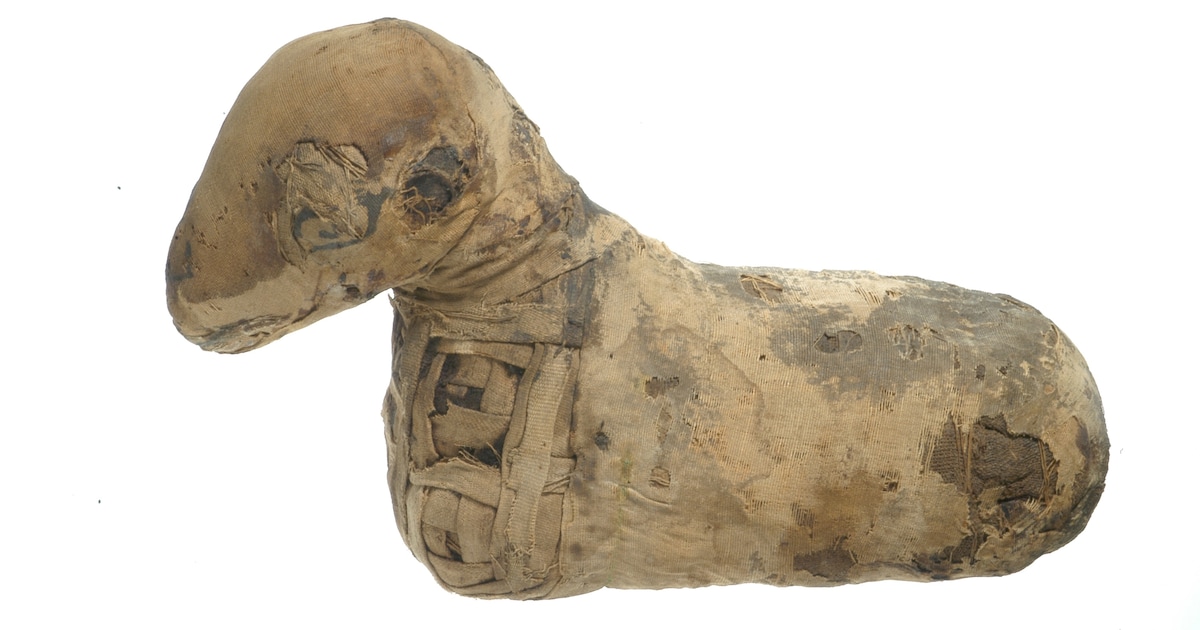 Natuurmuseum Fryslân toont dierenmummies uit Egypte en Friesland ...