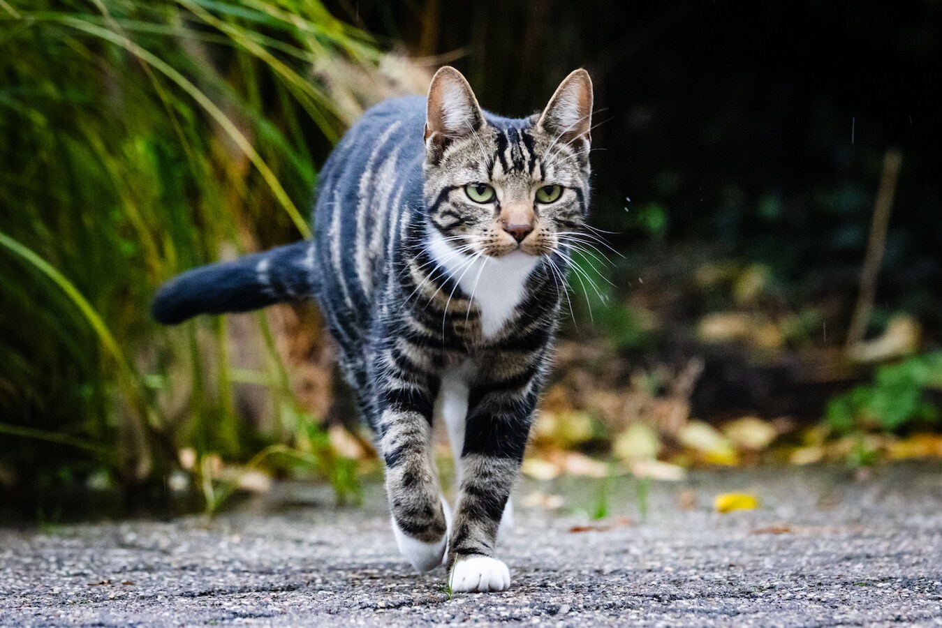 ‘Belbandje’ voor niet-gechipte katten herenigt ze sneller met hun ...