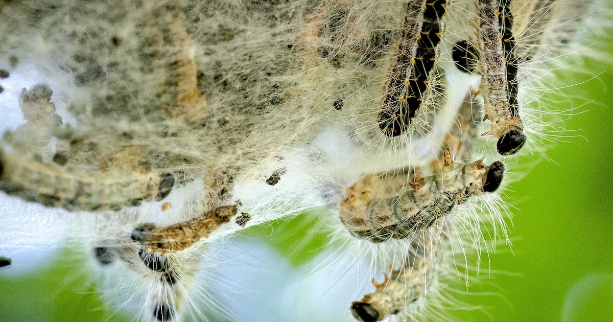 ‘Minder eiken hebben processierups dan vorig jaar’ | Binnenland | AD.nl
