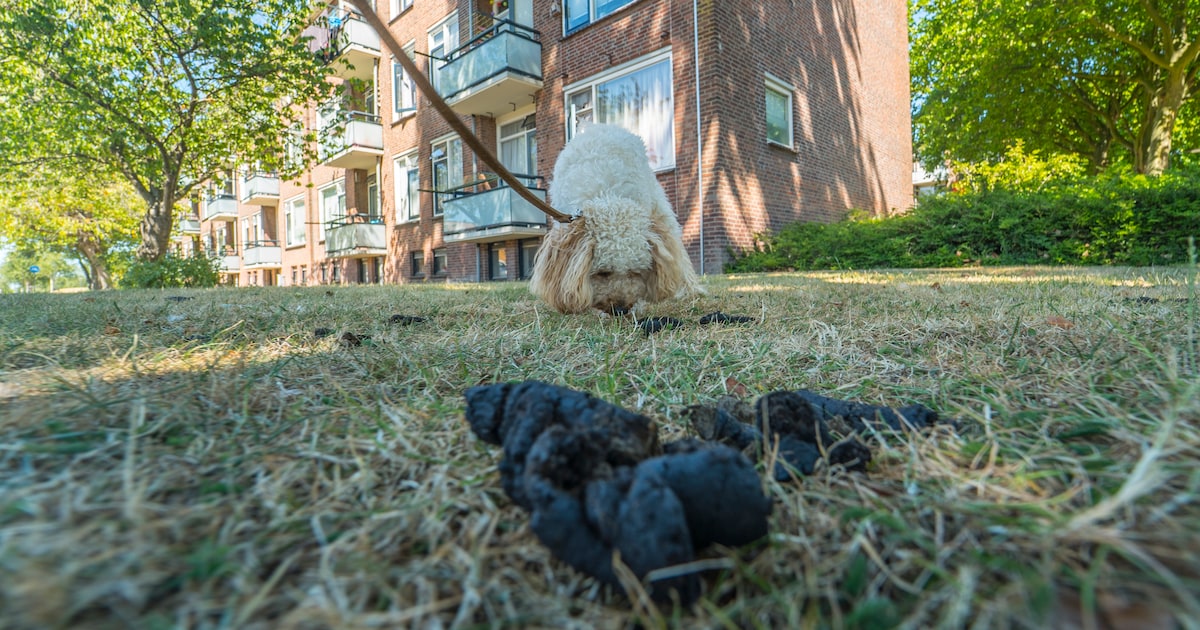 IJsselstein roept hondenbaasjes tot de orde: ‘Ruim de poep op!’ | Regio ...
