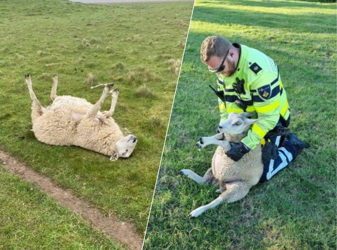 Zie je een schaap op de rug liggen? Dit moet je doen: ‘Zonder hulp zal ...