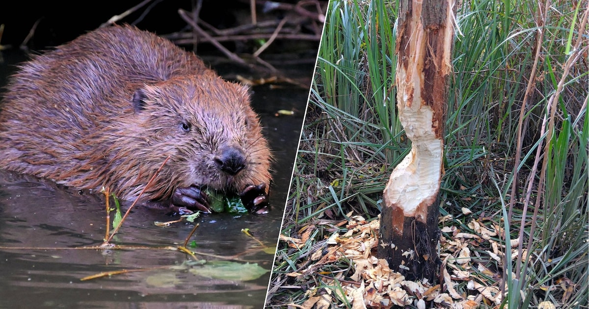 Bevers in het water gespot bij Rotterdamse woonwijk: ‘Bijzonder dat ze ...