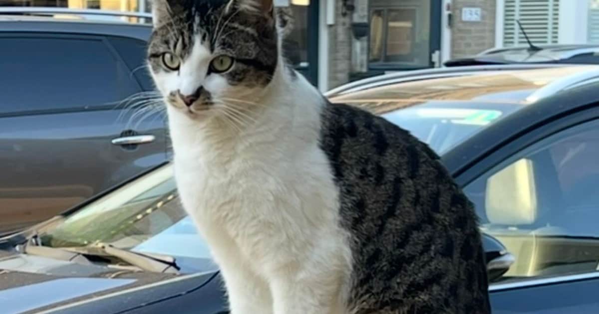 Heb jij Maui of Pien gezien? Deze twee huisdieren worden in ...