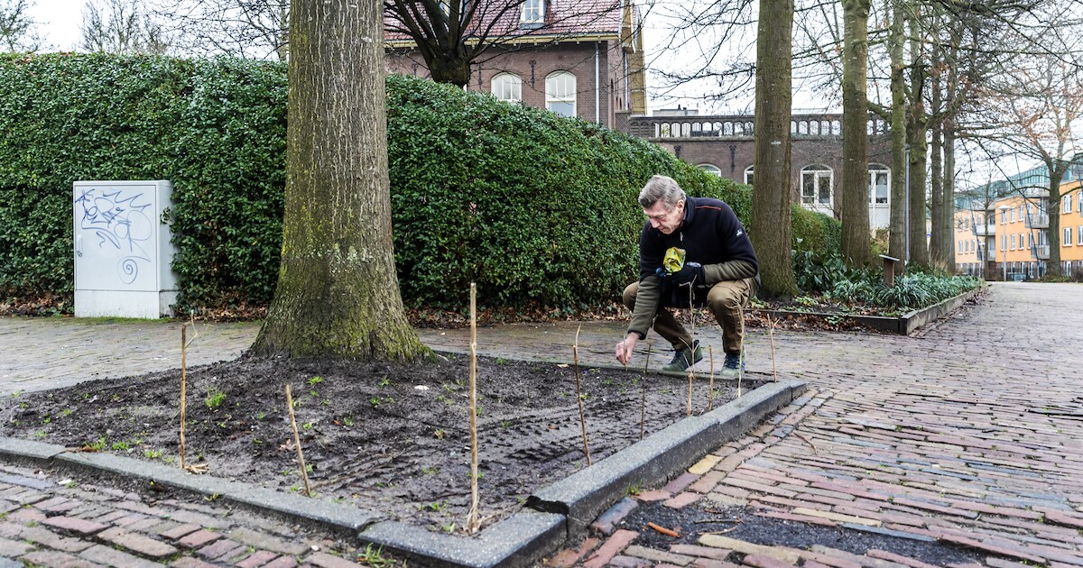 Frank Böhm steekt uit ‘teder verzet’ takjes in de aarde rond bomen in ...