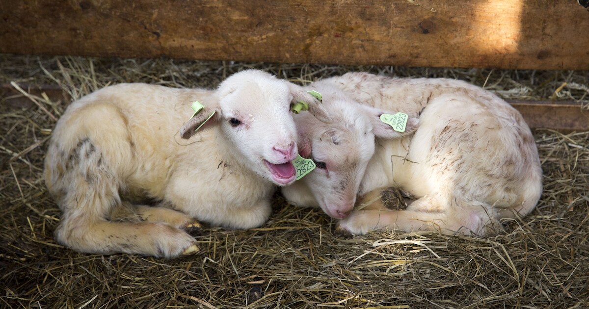 Zondag aangenaam weer voor een fietstocht of een wandeling, na het ...