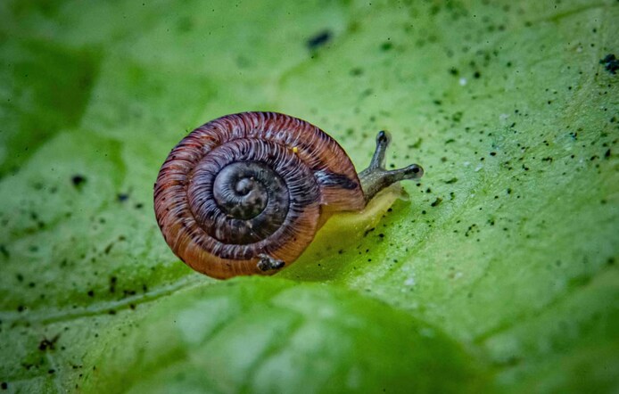 Meer dan 1300 slakken ter grootte van een erwt uitgezet op afgelegen ...