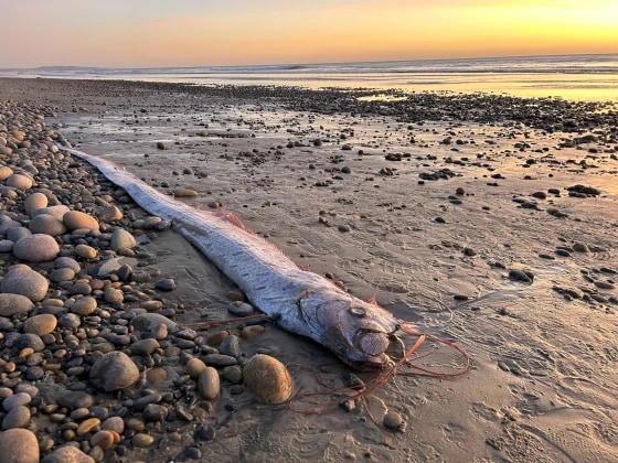 Doemvis die je vooral niet wil tegenkomen spoelt aan op strand in ...