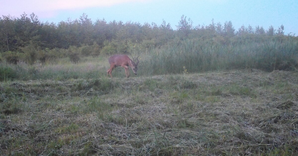 Worden ze verliefd en lopen er straks kleine reetjes in Bentwoud ...