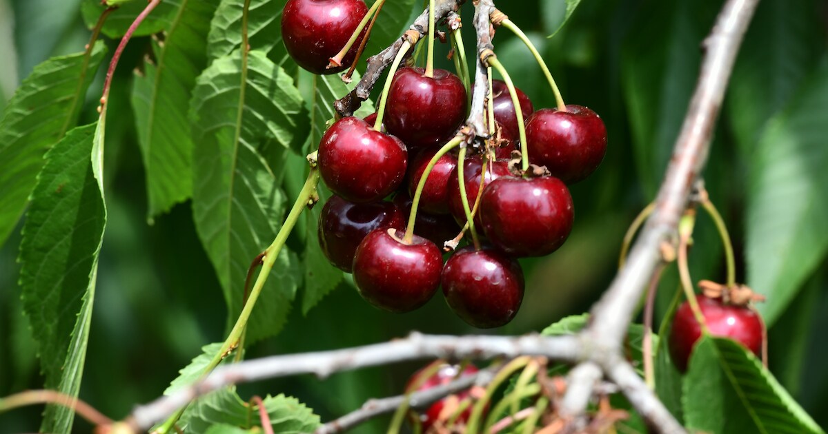Vers geplukte kersen eten langs de N489 | Hoeksche Waard | AD.nl