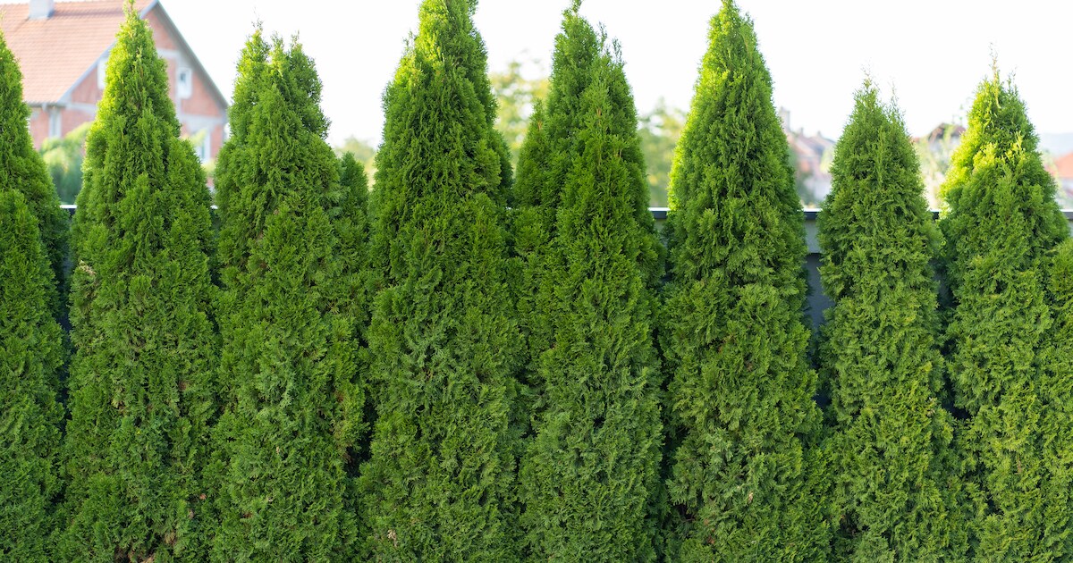 Buren op Urk wonen jaren vreedzaam naast elkaar. Tot de rij coniferen ...