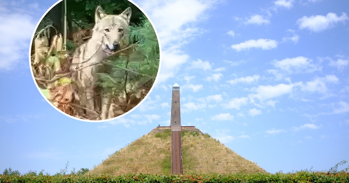 Weer bijtincident met wolf in Austerlitz: ‘Zesjarig jongetje aan oksel ...