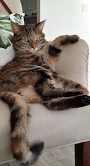 Heb jij Mr. Cooper, Nora of Katy gezien? Deze drie huisdieren worden in ...