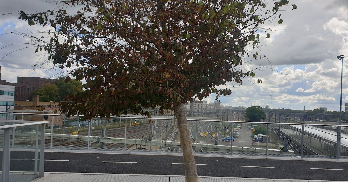 Rustperiode is aangebroken, dus worden scheve bomen op Moreelsebrug ...