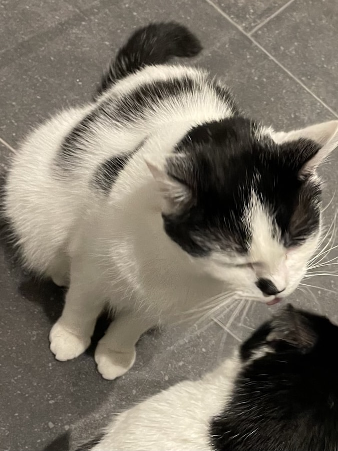 Heb jij Nova, Anna of Mylo gezien? Deze negen huisdieren worden in Den ...