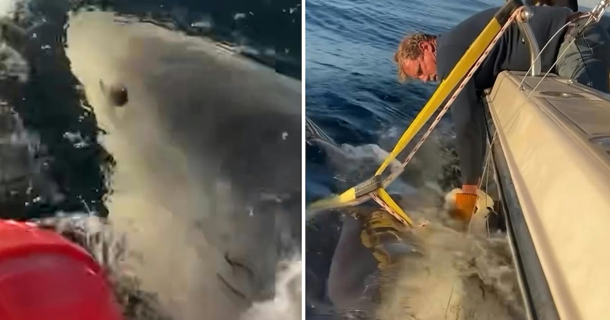VIDEO | Onderzoekers taggen ruim 4 meter lange witte haai om gedrag te ...
