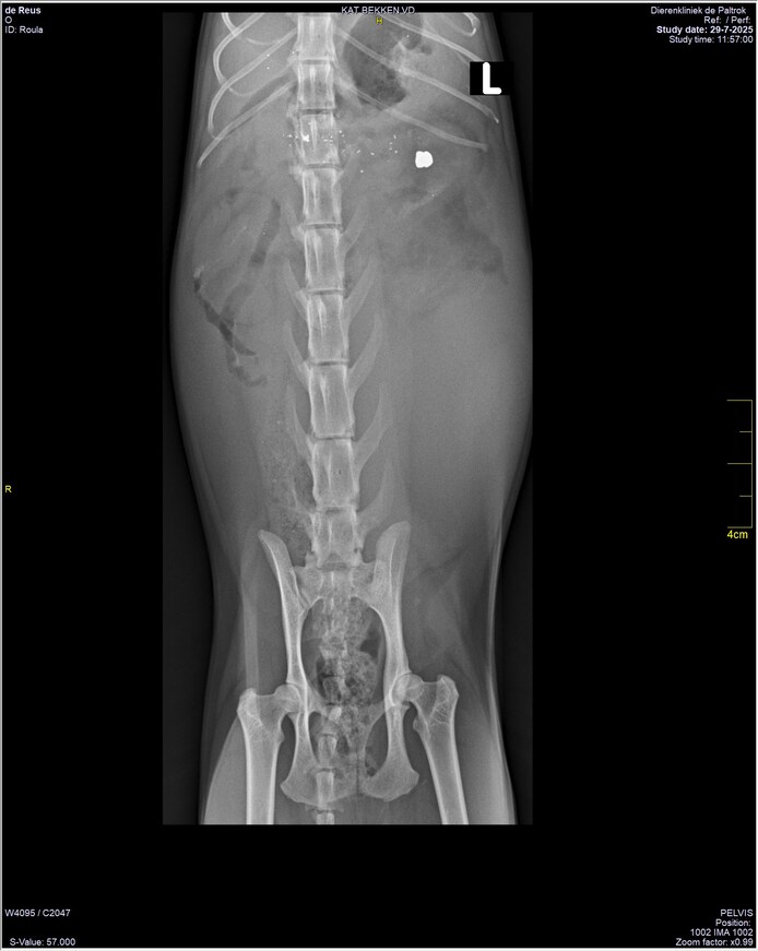 Als vermiste kat Roula na dagen plots opduikt, belanden baasjes in nachtmerrie: ‘Brok in onze ...