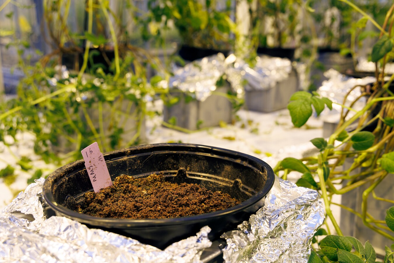 Aardappels en zelfs bier maken op Mars? Onderzoekers bootsten grond van ...