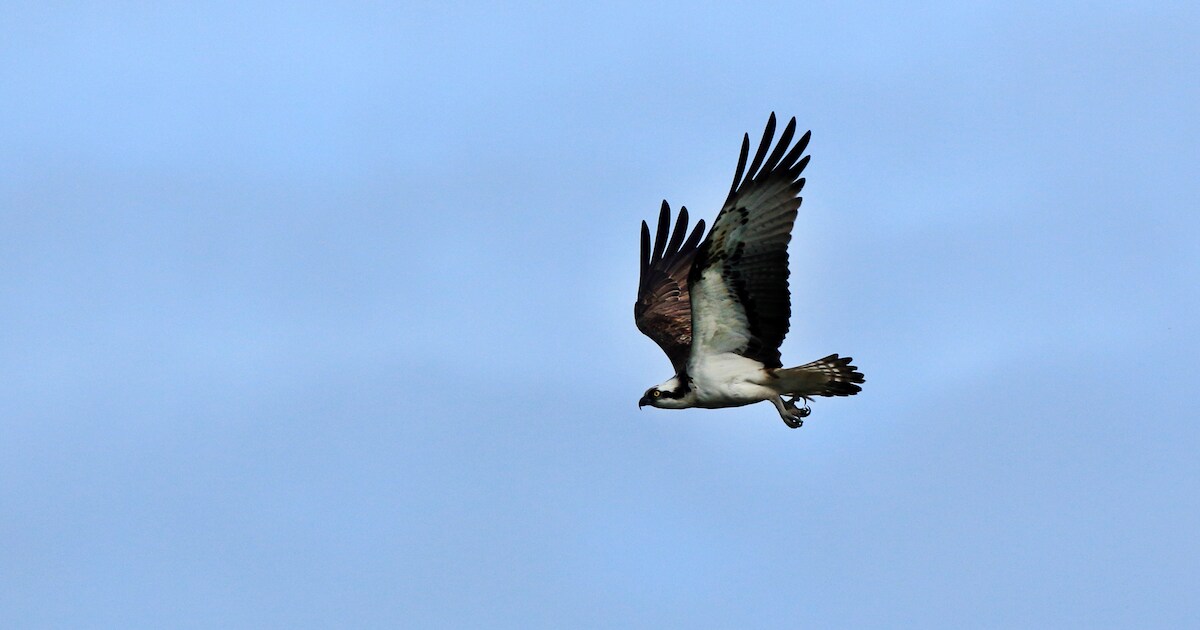 De visarend is weer present in de Biesbosch en bij z’n nest hangt een ...