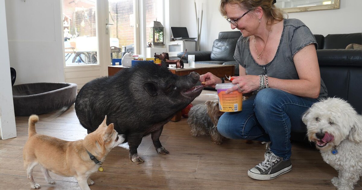 Varkentje: lief, slim én vernielzuchtig | Amersfoort | AD.nl