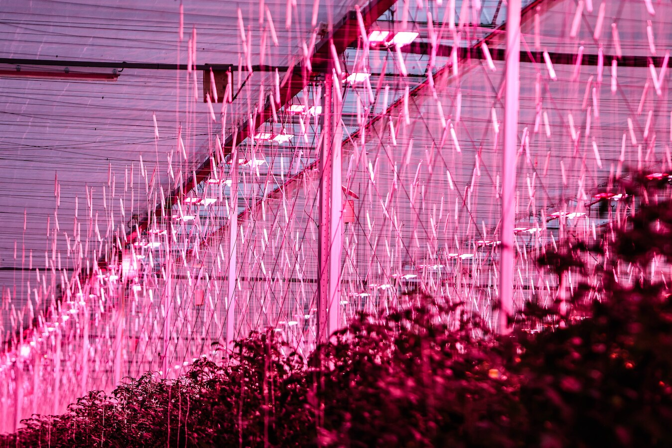 Tomaten uit het kleine dorpje Tinte gaan de hele wereld over: ‘Met ...