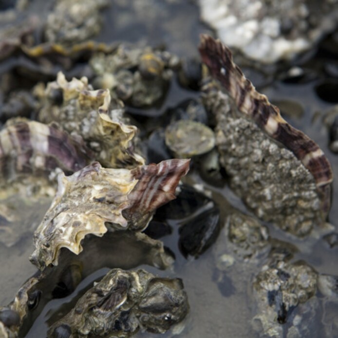 'Kijk uit voor vlijmscherpe Japanse oester' | Gezond | AD.nl