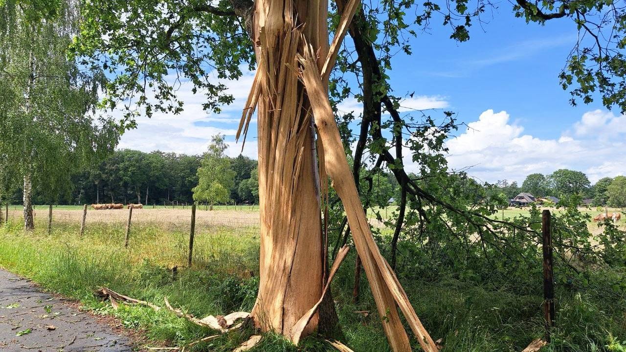 Bliksem! Bomen aan gort door natuurgeweld: ‘Machtig harde klap’ | Foto ...