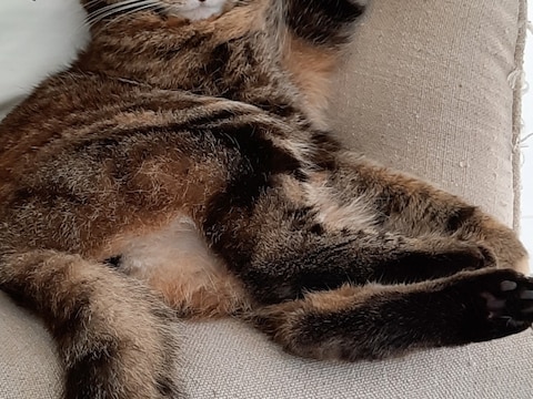 Heb jij Mr. Cooper, Nora of Katy gezien? Deze drie huisdieren worden in ...