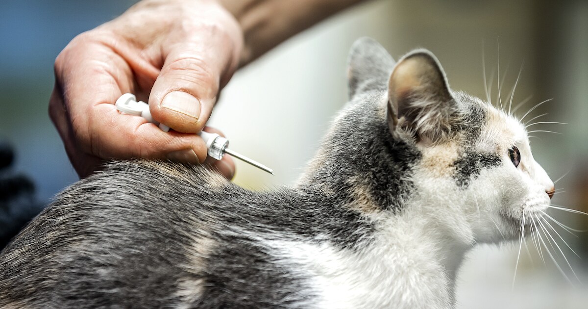 Katten gratis chippen en vrijwilligers die honden uitlaten: Gouda gaat ...