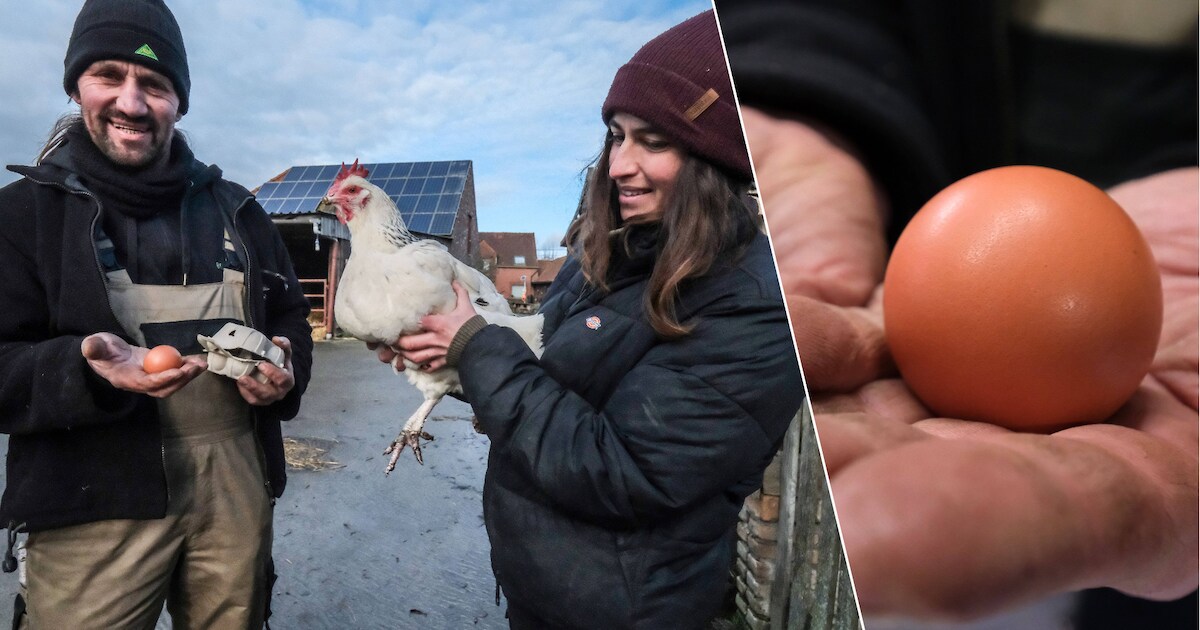 Kip legt perfect ‘rond’ ei op Belgische kinderboerderij: ‘Je kunt ’m voor een paar 100 euro ...