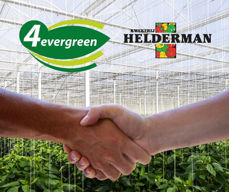 Grote paprikakwekers 4evergreen en Helderman bundelen krachten ...