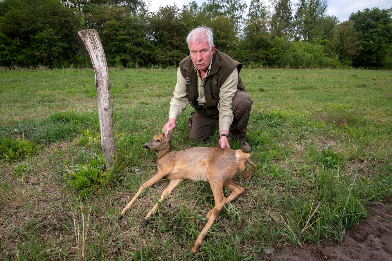 Boswachter woedend omdat honden een ree tijdens geboorte kalfje de dood ...