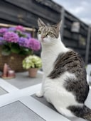 Heb jij Noah, Bob of Heinz gezien? Deze vier huisdieren worden in ...