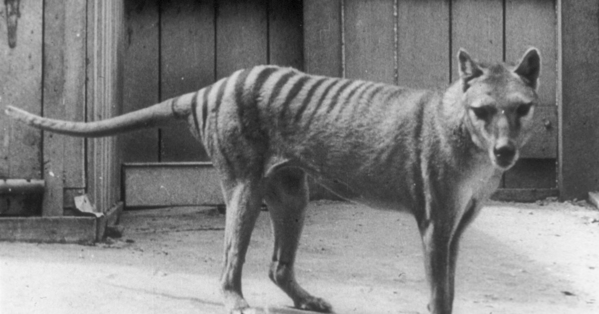 Benjamin was de allerlaatste Tasmaanse buidelwolf | Nieuws | AD.nl