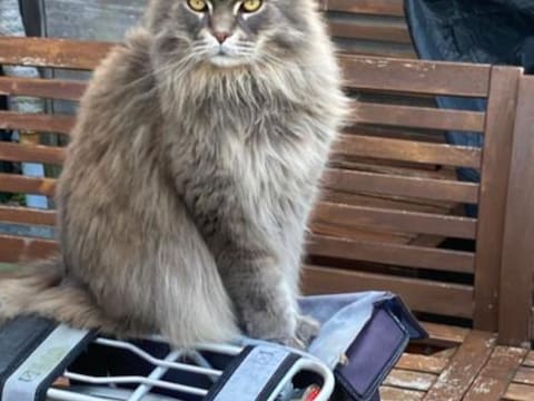 Heb jij Kenzo gezien? Dit huisdier wordt in Oegstgeest vermist | Regio ...