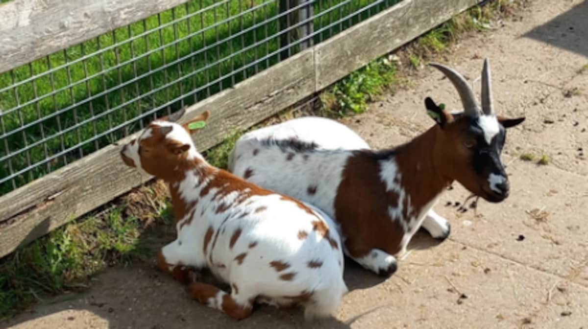 De Oude Zustertuin in Bodegraven zoekt nieuwe vrijwilligers ...