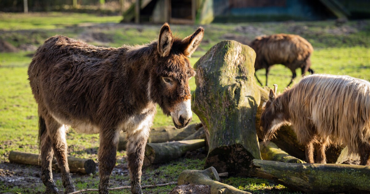 Nieuwe mbo-studie in Krimpenerwaard voor jongeren met beperking ...