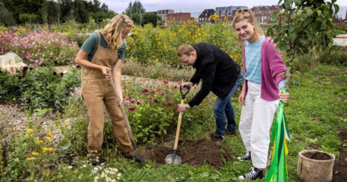 Wie een gratis boompje voor in de tuin wil, kan zich melden in ...