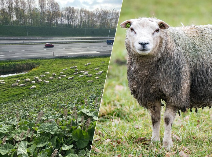 Opgejaagd schaap vlucht in pure paniek A16 op en wordt doodgereden ...