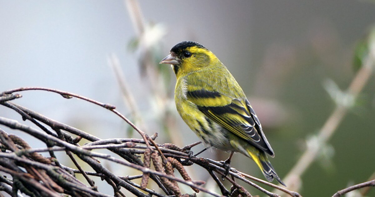 Ruim 340.000 vogels gespot bij vogeltelling: opvallend veel sijzen ...