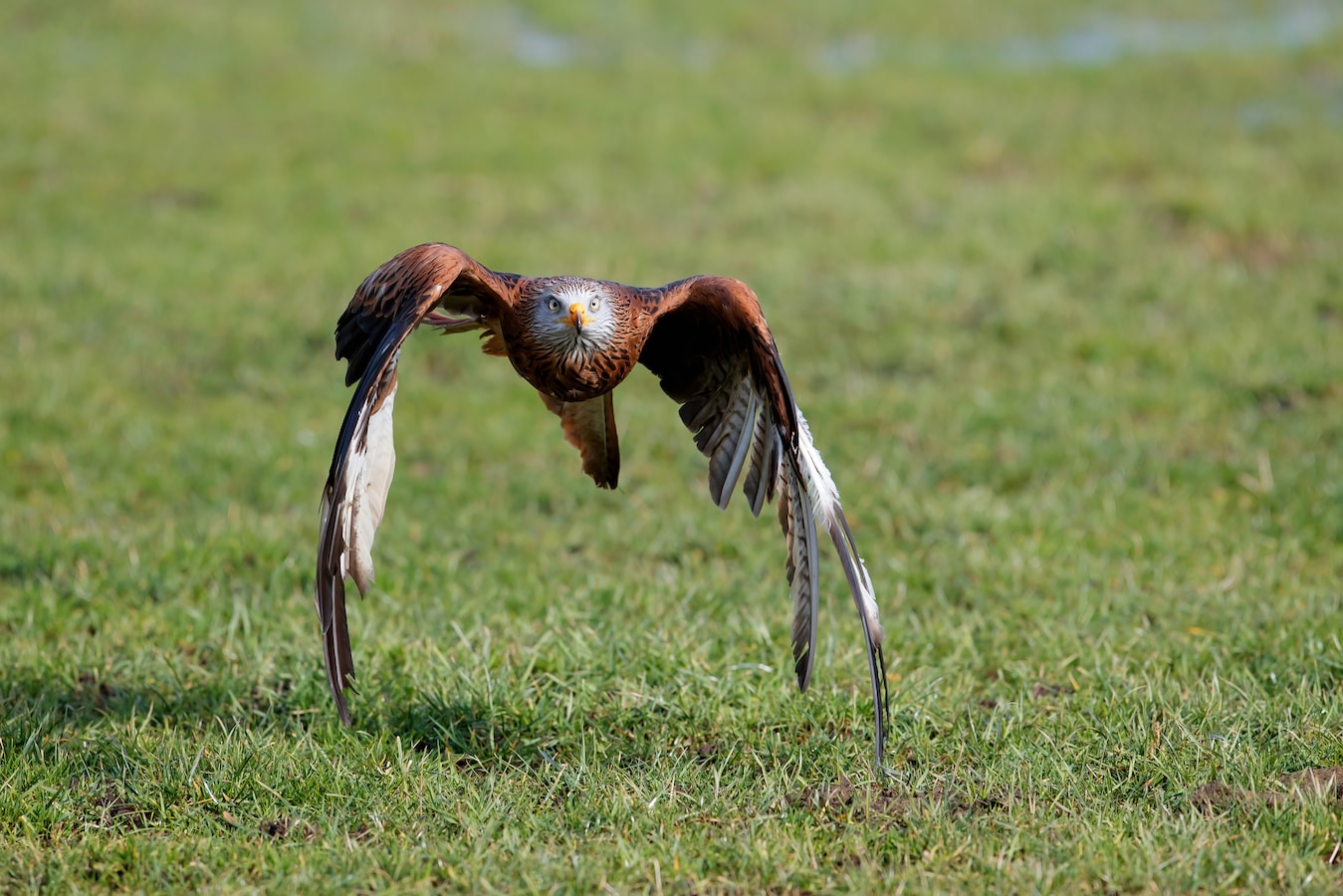 Jonge Vogelaars gaan op zoek naar vogels rond Hackfort | Foto | AD.nl