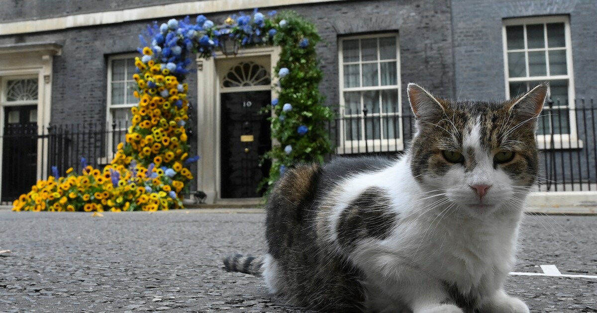 Larry 4 leader: Kat Downing Street ‘doet mee’ aan strijd Britse ...