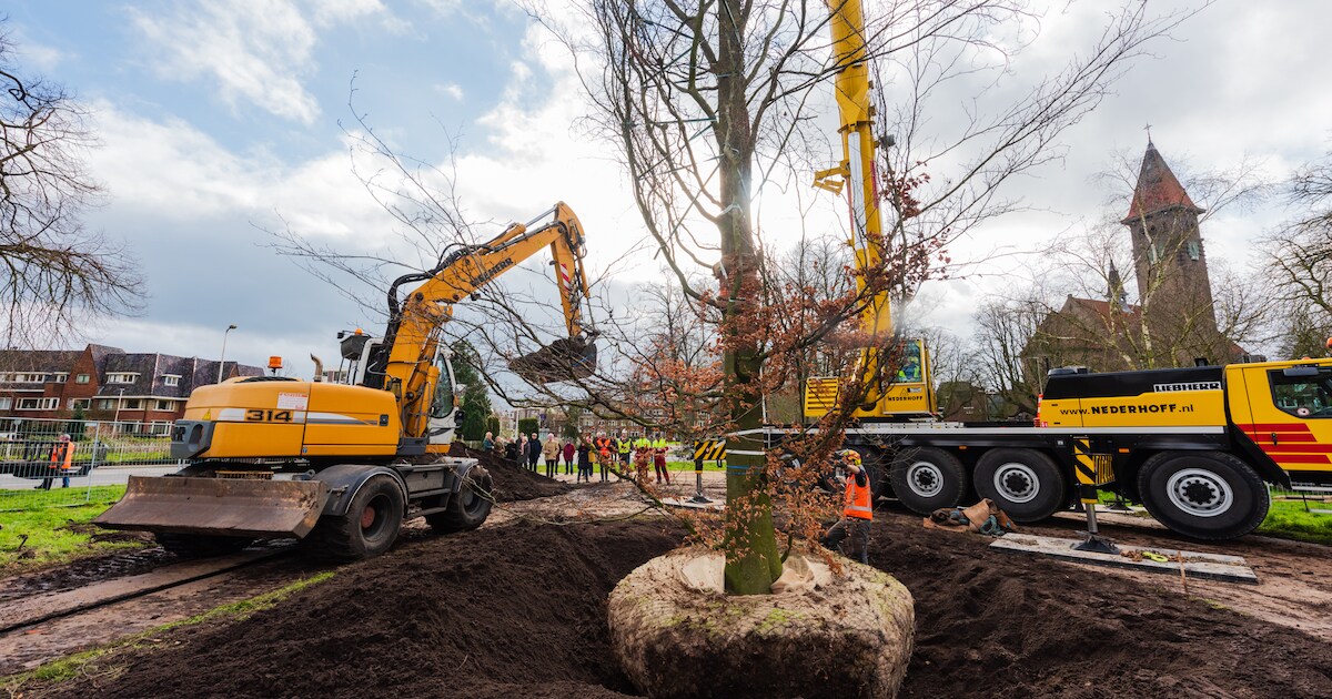 Utrecht geeft bruine beuk een warm welkom: ‘Oh, wat ben je al groot ...