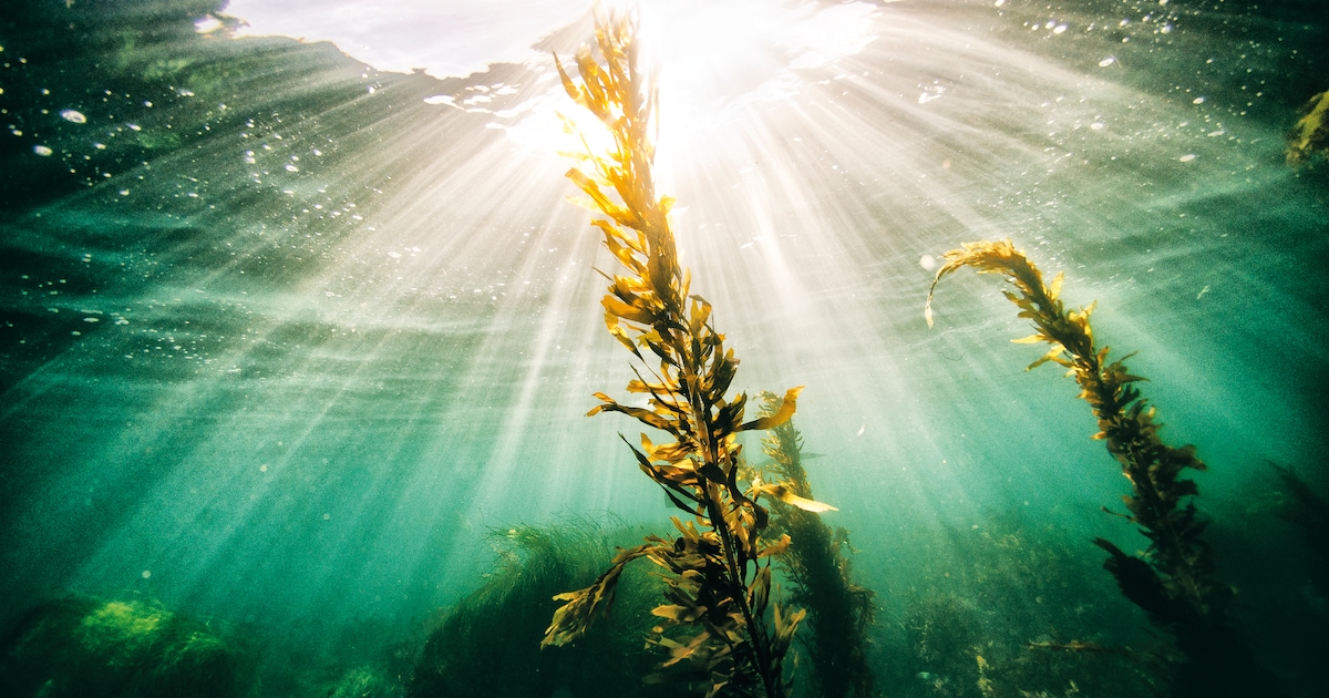 Onderzoek: zeewier haalt veel stikstof uit zee | Vlissingen | AD.nl