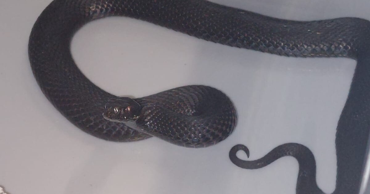 Sissend souvenir: Gezin uit Emmen vindt grote zwarte slang in dakkoffer ...