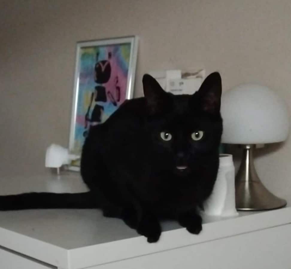 Heb jij Mosey, Leo of Mimi gezien? Deze 31 huisdieren worden in ...