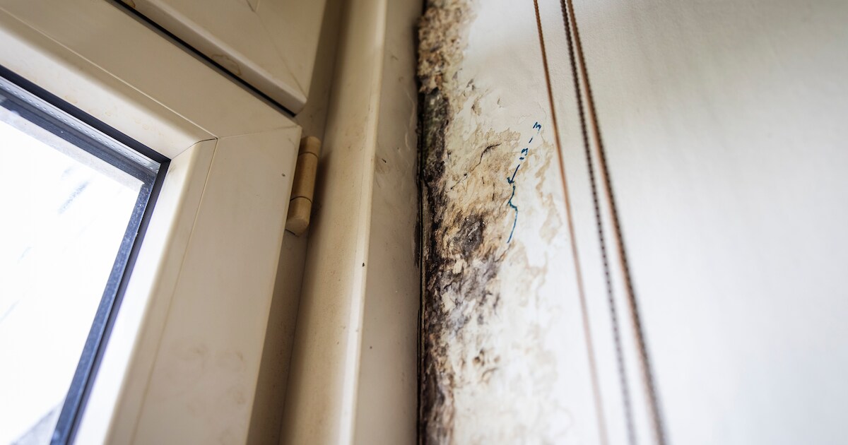 Havensteder schakelt specialisten in om schimmel in huurwoningen te ...