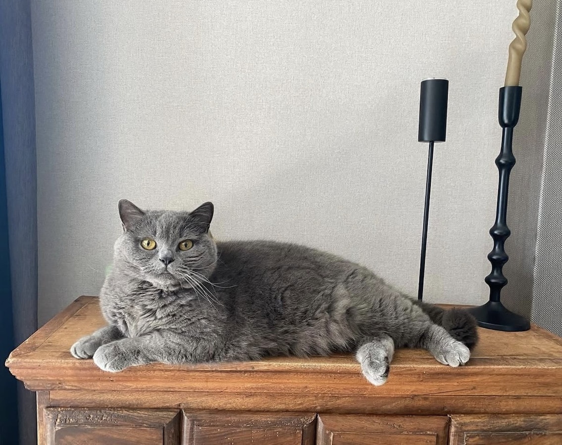 Heb jij Fien of Coco gezien? Deze twee huisdieren worden in Olst-Wijhe ...