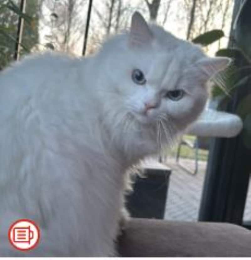 Heb jij TIPI of Mochi gezien? Deze twee huisdieren worden in Oss ...