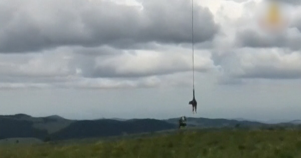 Koe in nood maakt tochtje met helikopter | Bizar | AD.nl