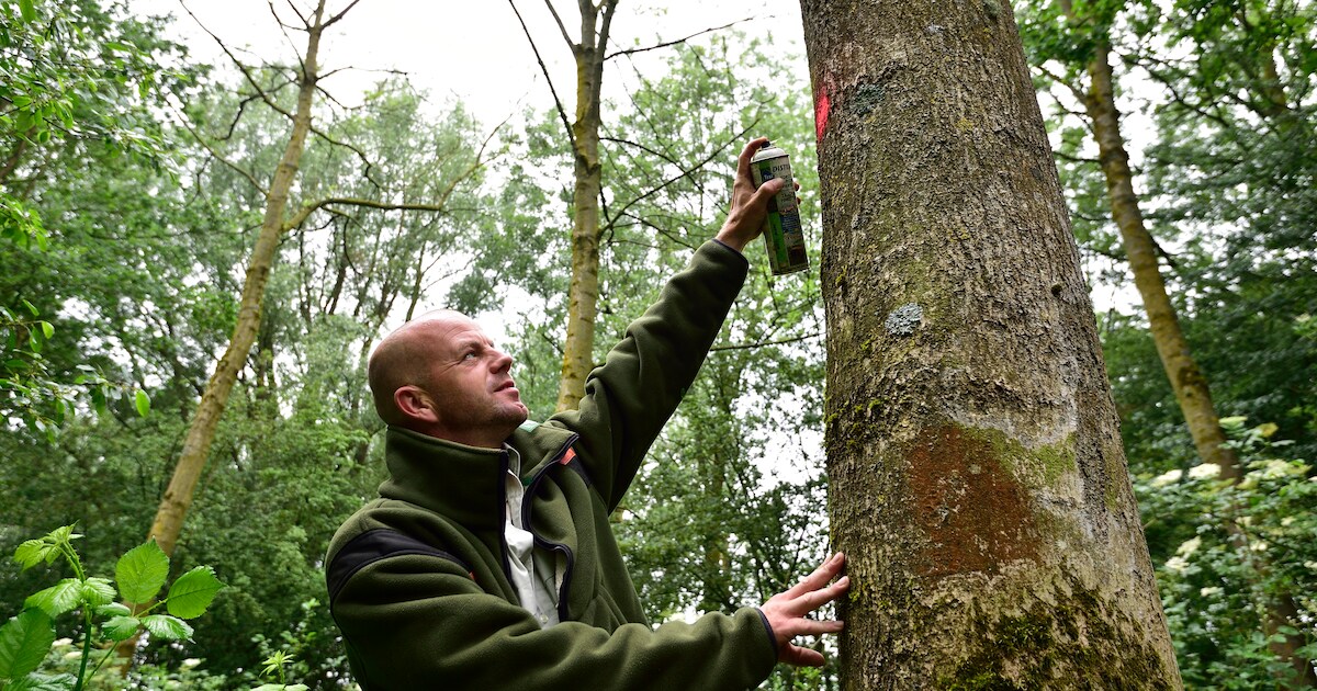 Maassluis kapt zieke iepen om gezondheid andere bomen te beschermen ...